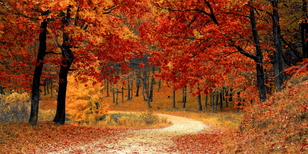 Top Best Places to See Fall Foliage in Delaware