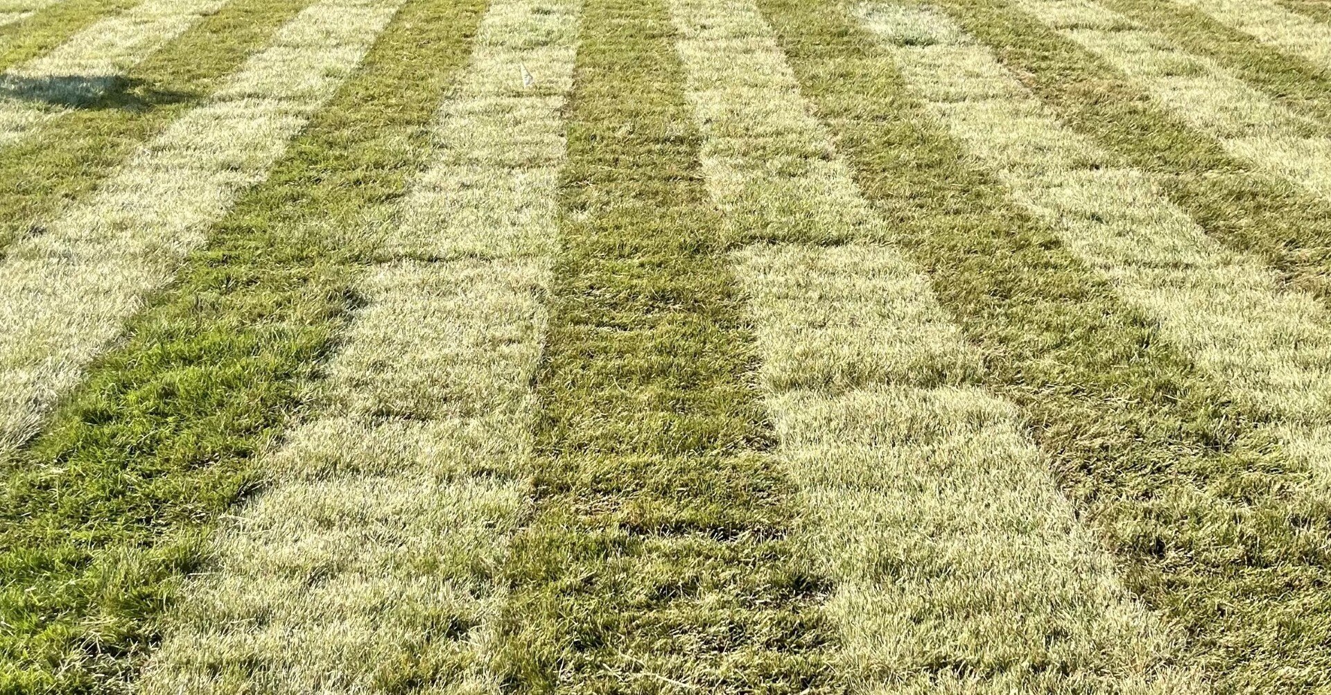 Sod Installation Wilmington DE | First Class Lawn Care